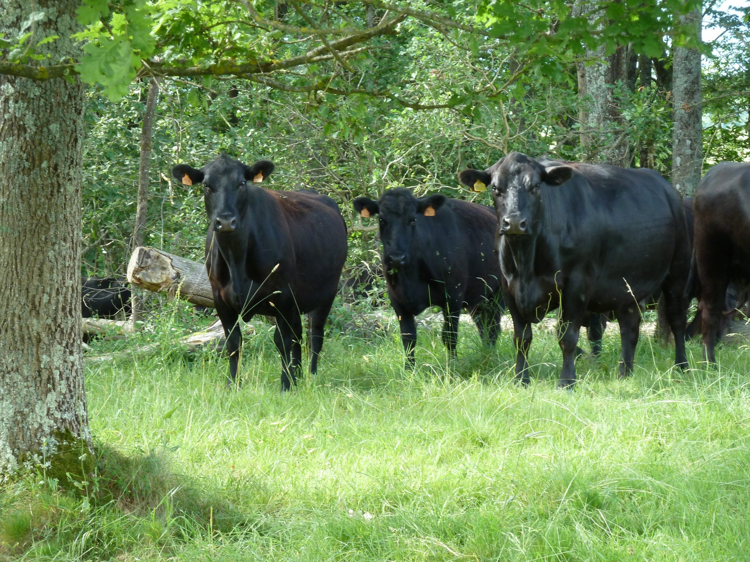 Le Boeuf Black Angus - Ferme pitelle - Vallée de l'Arbas